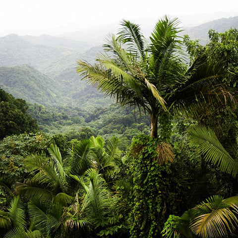 Our Commitment to Protecting our Future Planet – Byron Bay Skincare